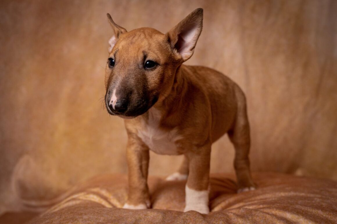 Bulterier miniaturowy - charakter, umaszczenia, szczenięta | Bulterier ...