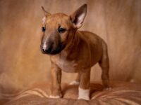 Bulterier - najważniejsze informacje, charakter, hodowla, cena ...