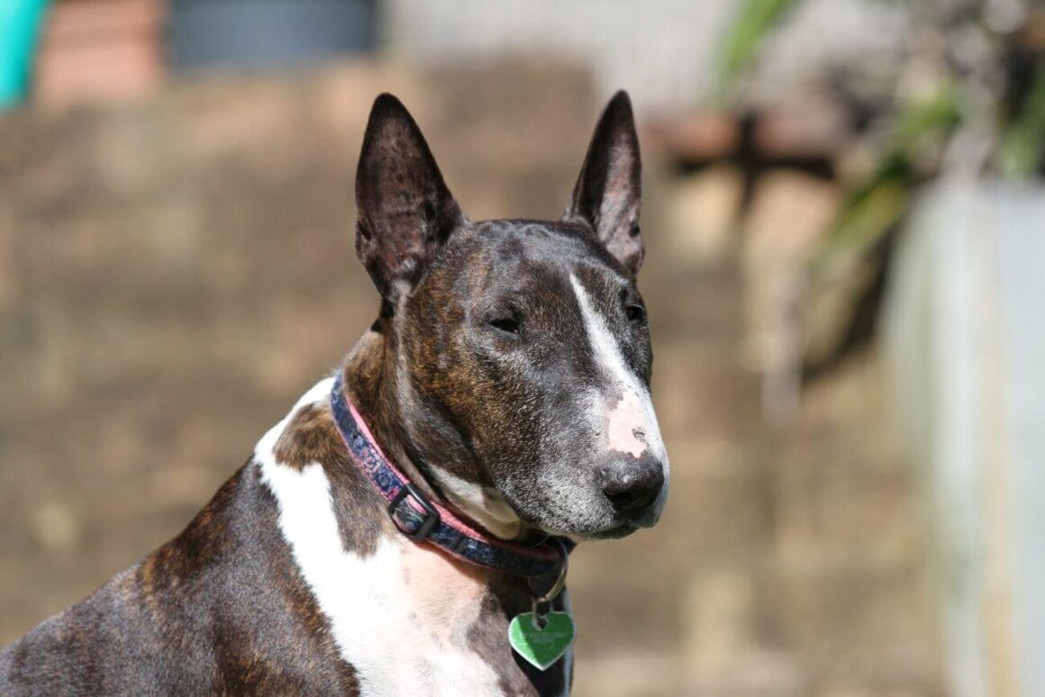 Home | Bulterier.com.pl