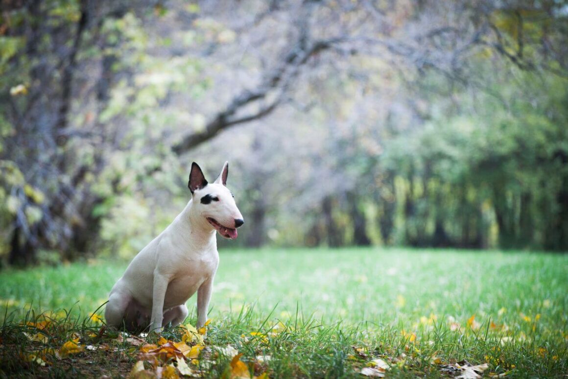 Bulterier - najważniejsze informacje, charakter, hodowla, cena ...