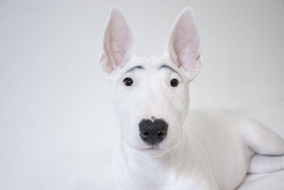 Bulterier miniaturowy - charakter, umaszczenia, szczenięta | Bulterier ...