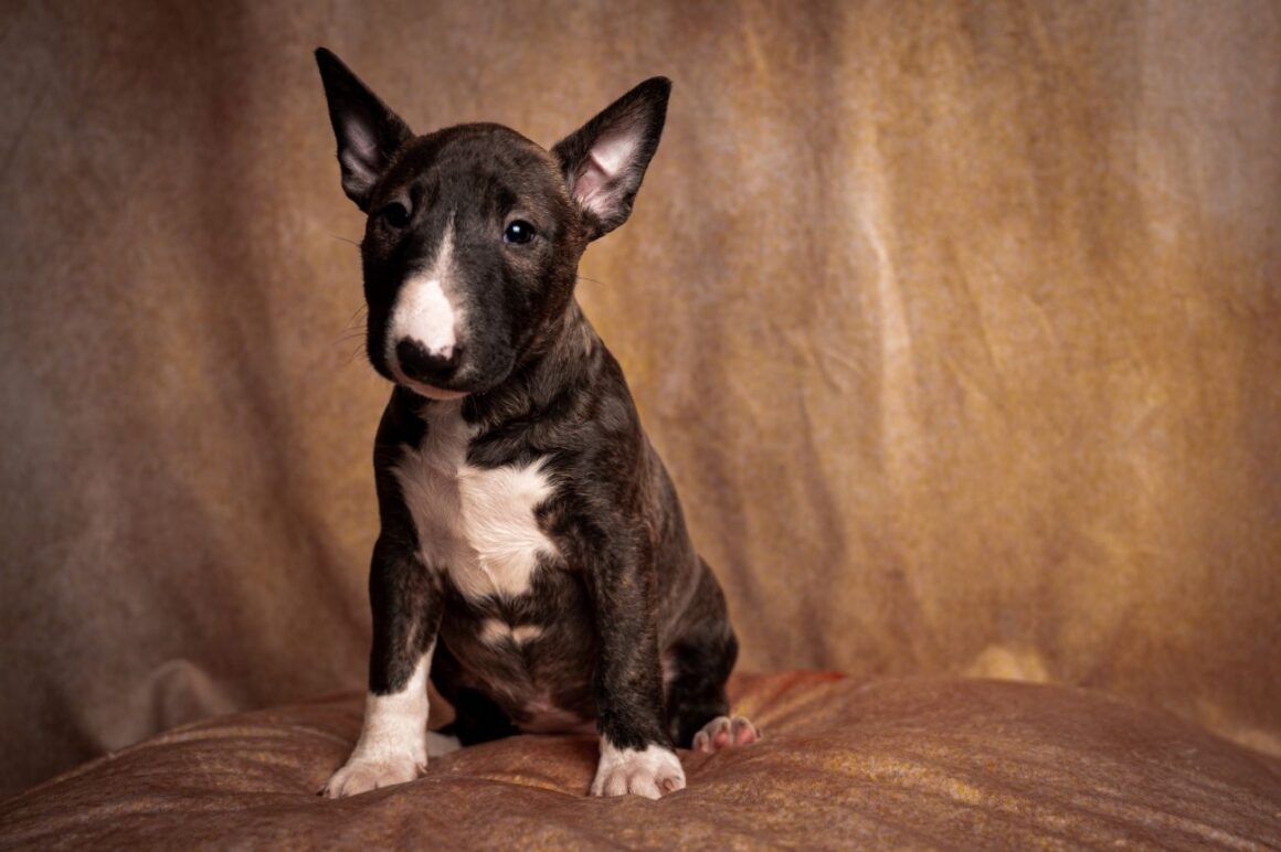 Bulterier - najważniejsze informacje, charakter, hodowla, cena ...