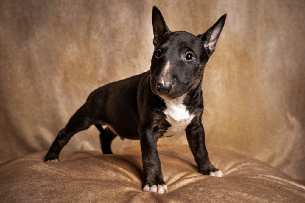 Bulterier miniaturowy - charakter, umaszczenia, szczenięta | Bulterier ...