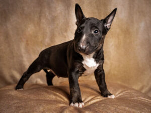 Bulterier miniaturowy - charakter, umaszczenia, szczenięta | Bulterier ...