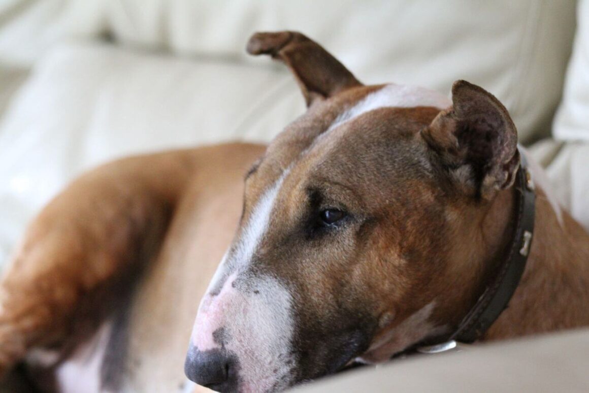 Bulterier miniaturowy - charakter, umaszczenia, szczenięta | Bulterier ...