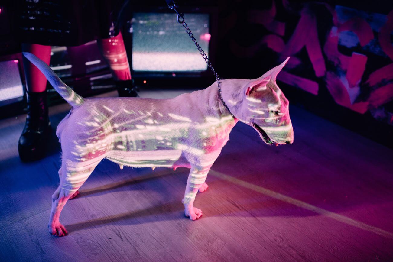 Bulterier miniaturowy - charakter, umaszczenia, szczenięta | Bulterier ...