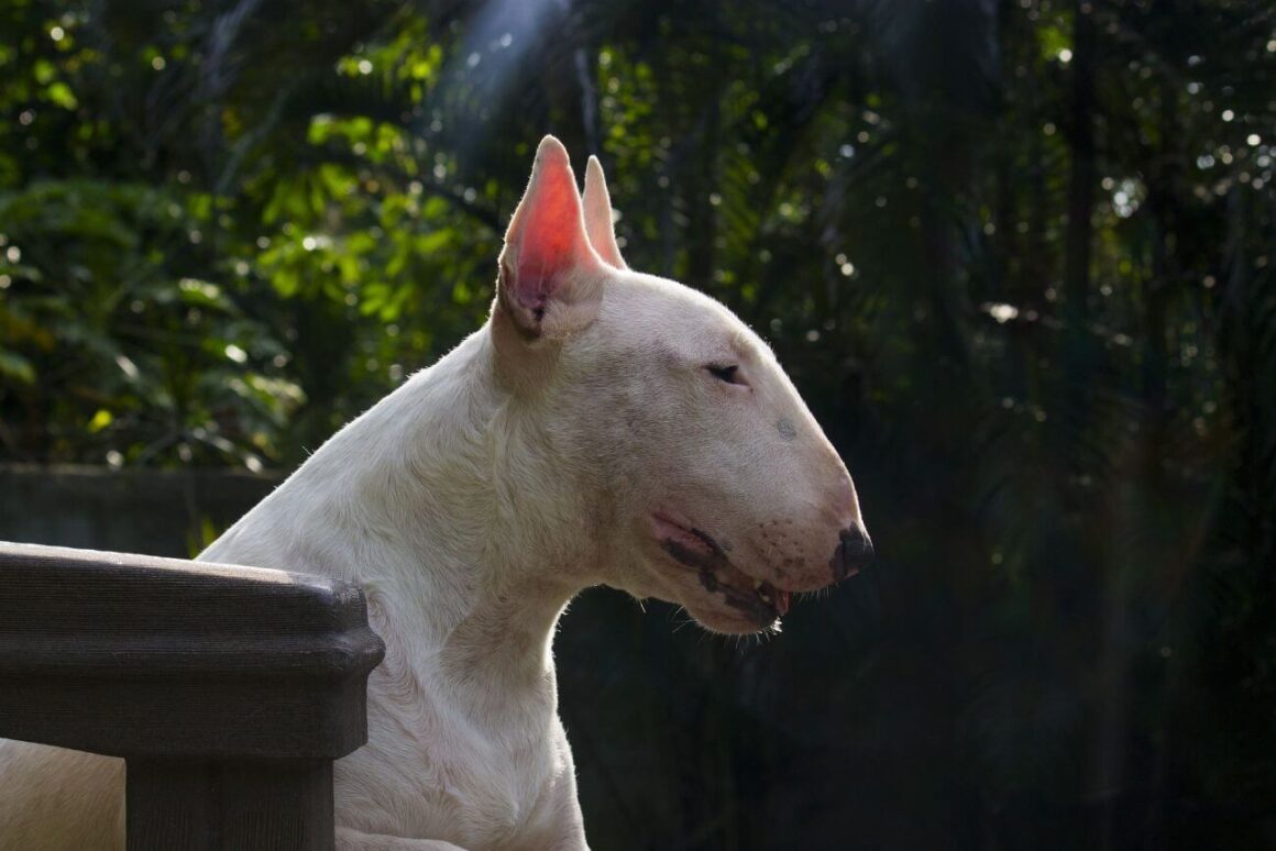 Bulterier miniaturowy - charakter, umaszczenia, szczenięta | Bulterier ...