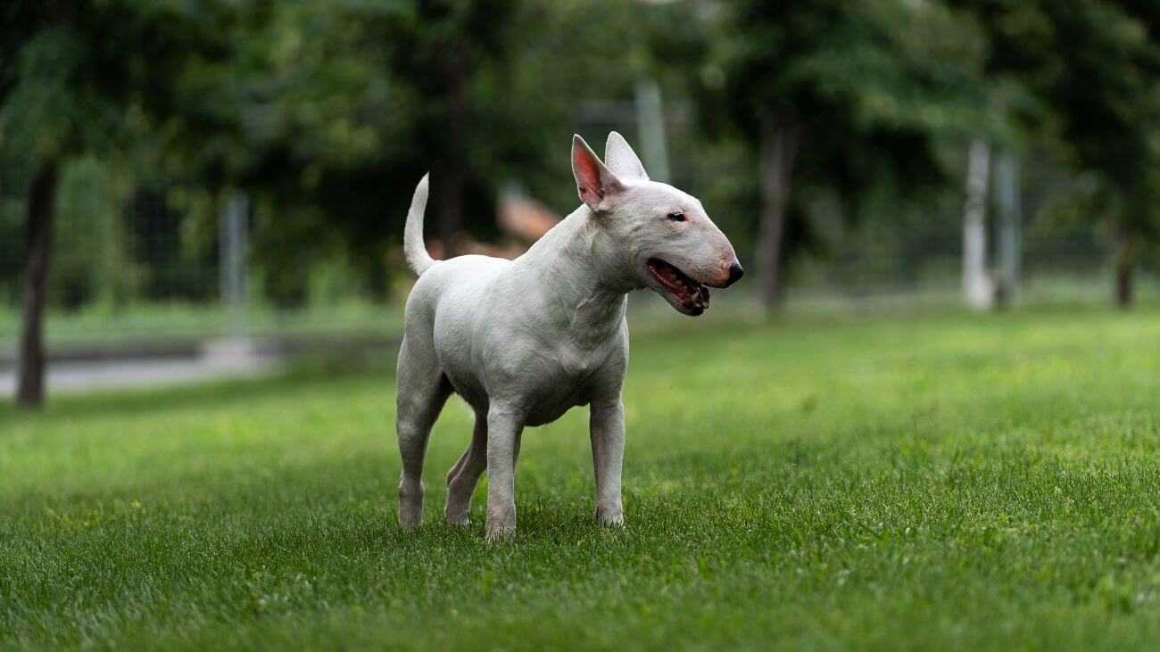 Bulterier - najważniejsze informacje, charakter, hodowla, cena ...
