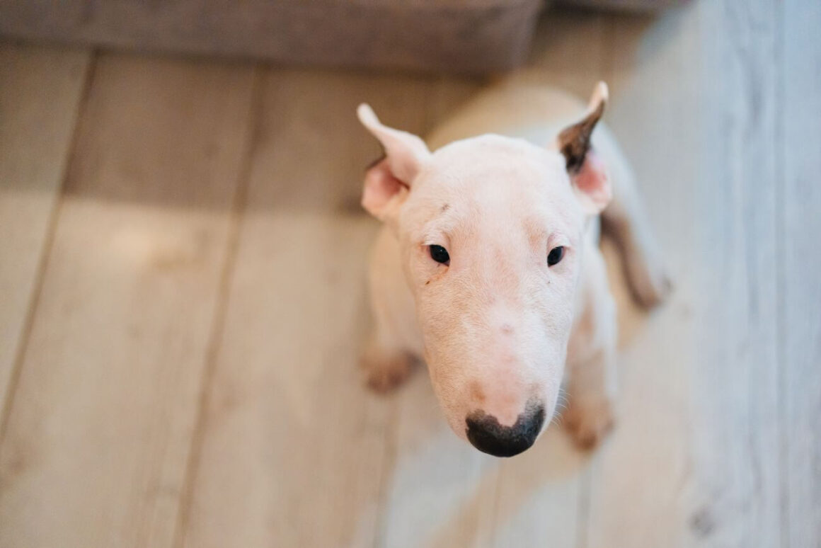 Bulterier - najważniejsze informacje, charakter, hodowla, cena ...
