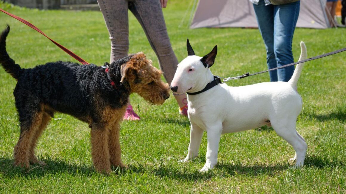 Bulterier - najważniejsze informacje, charakter, hodowla, cena ...