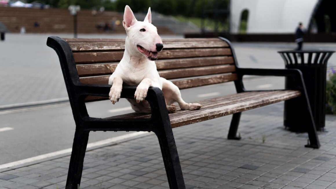 Bulterier - najważniejsze informacje, charakter, hodowla, cena ...