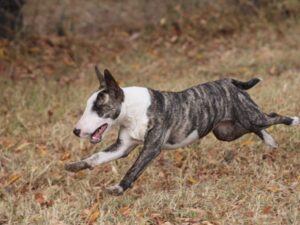 Bulterier miniaturowy - charakter, umaszczenia, szczenięta | Bulterier ...