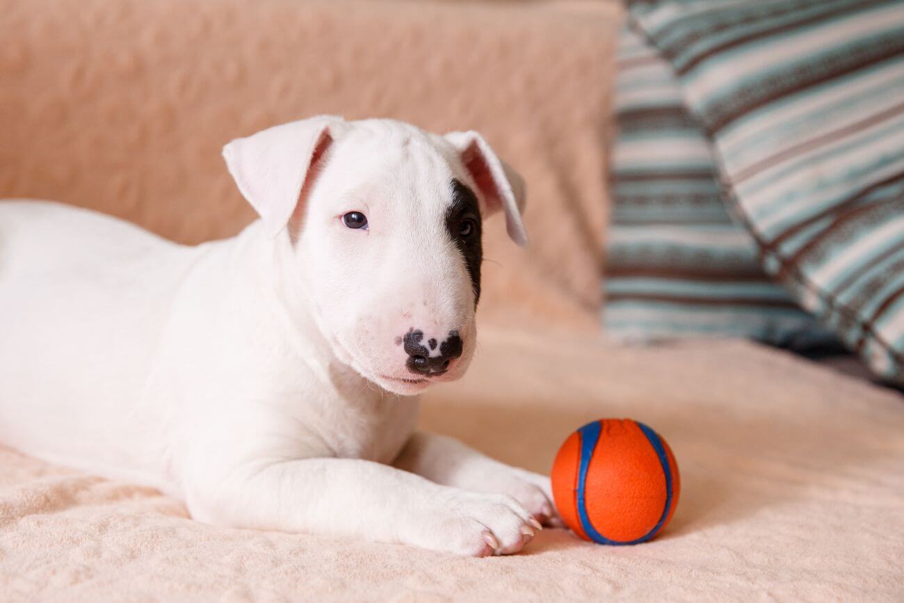Bulterier - najważniejsze informacje, charakter, hodowla, cena ...