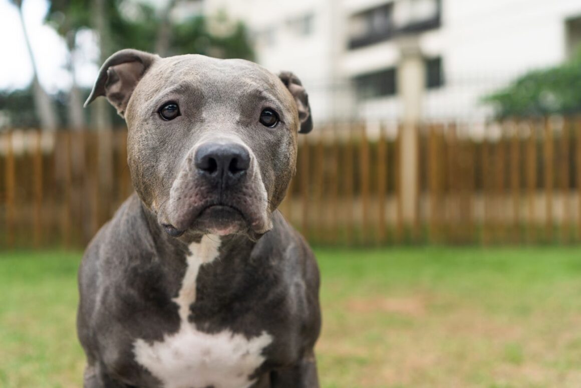 Bulterier - najważniejsze informacje, charakter, hodowla, cena ...